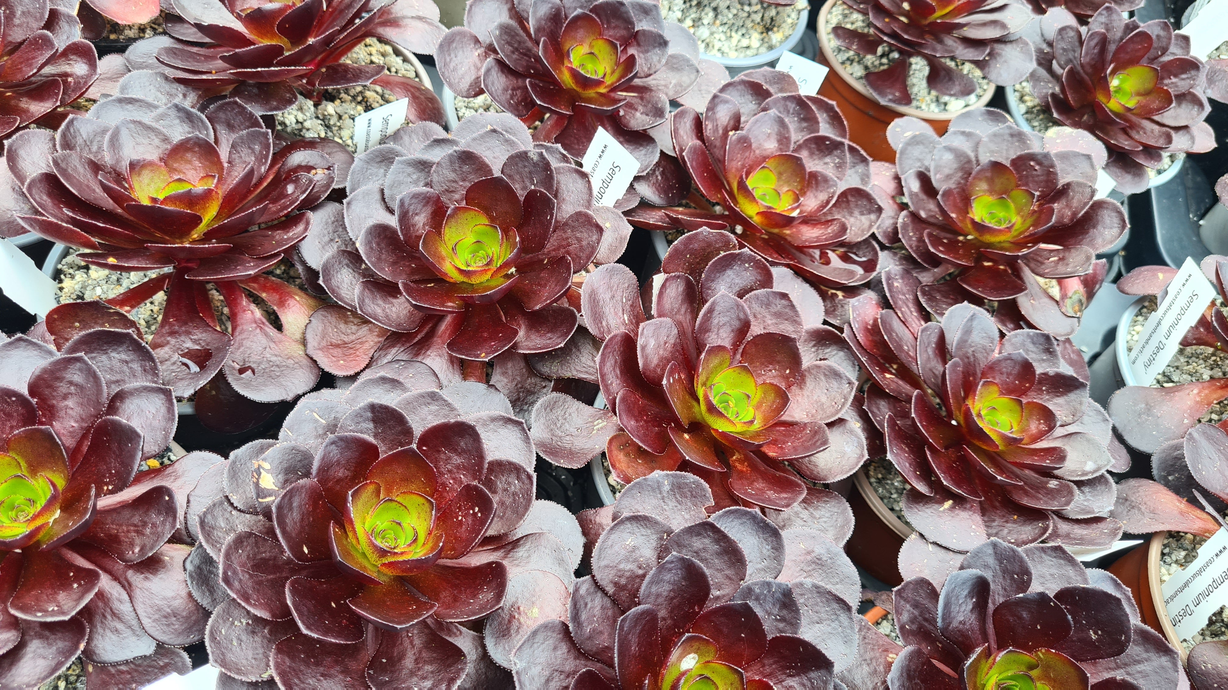 Semponiums – Coastal Succulents, Cacti & Alpines