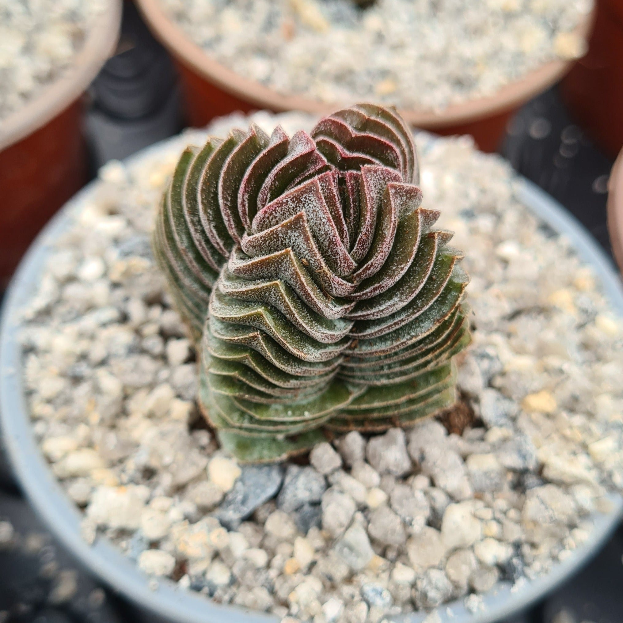 Crassula 'Buddha's Temple' – Coastal Succulents, Cacti & Alpines