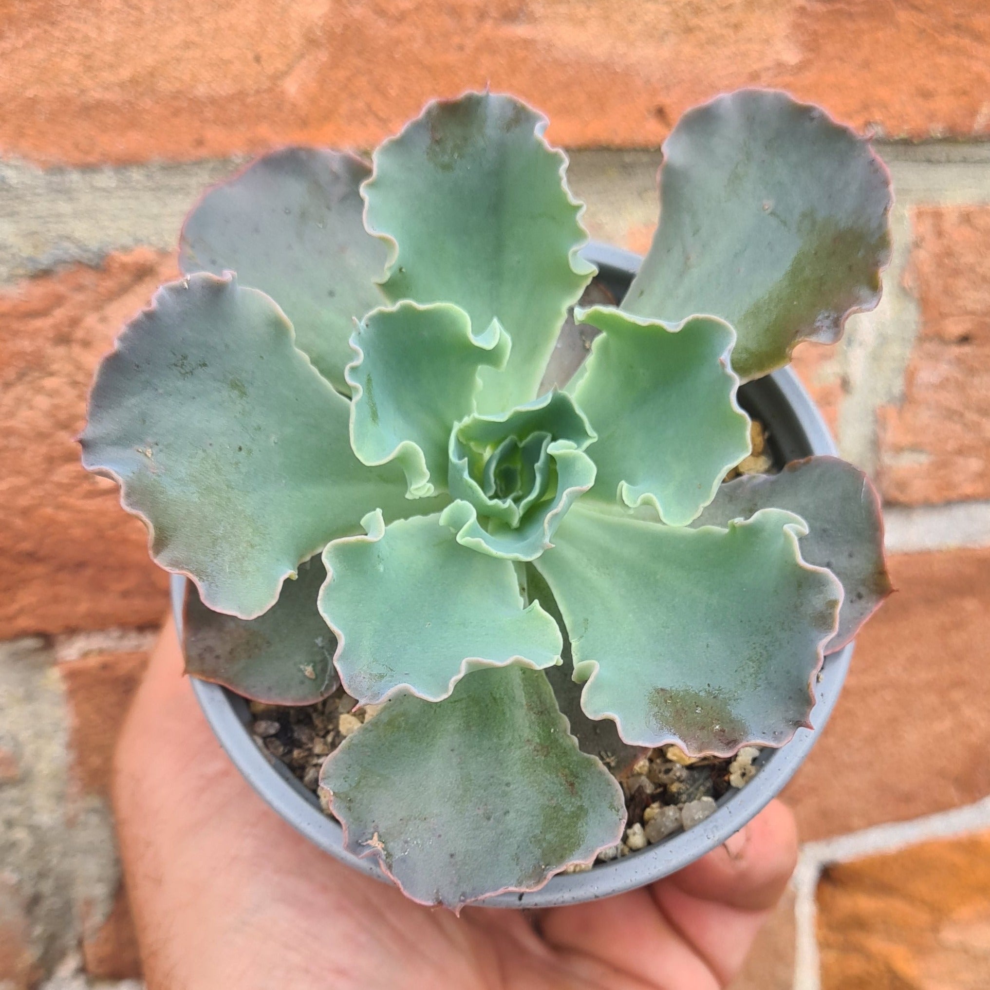 Echeveria 'Blue Waves' – Coastal Succulents, Cacti & Alpines
