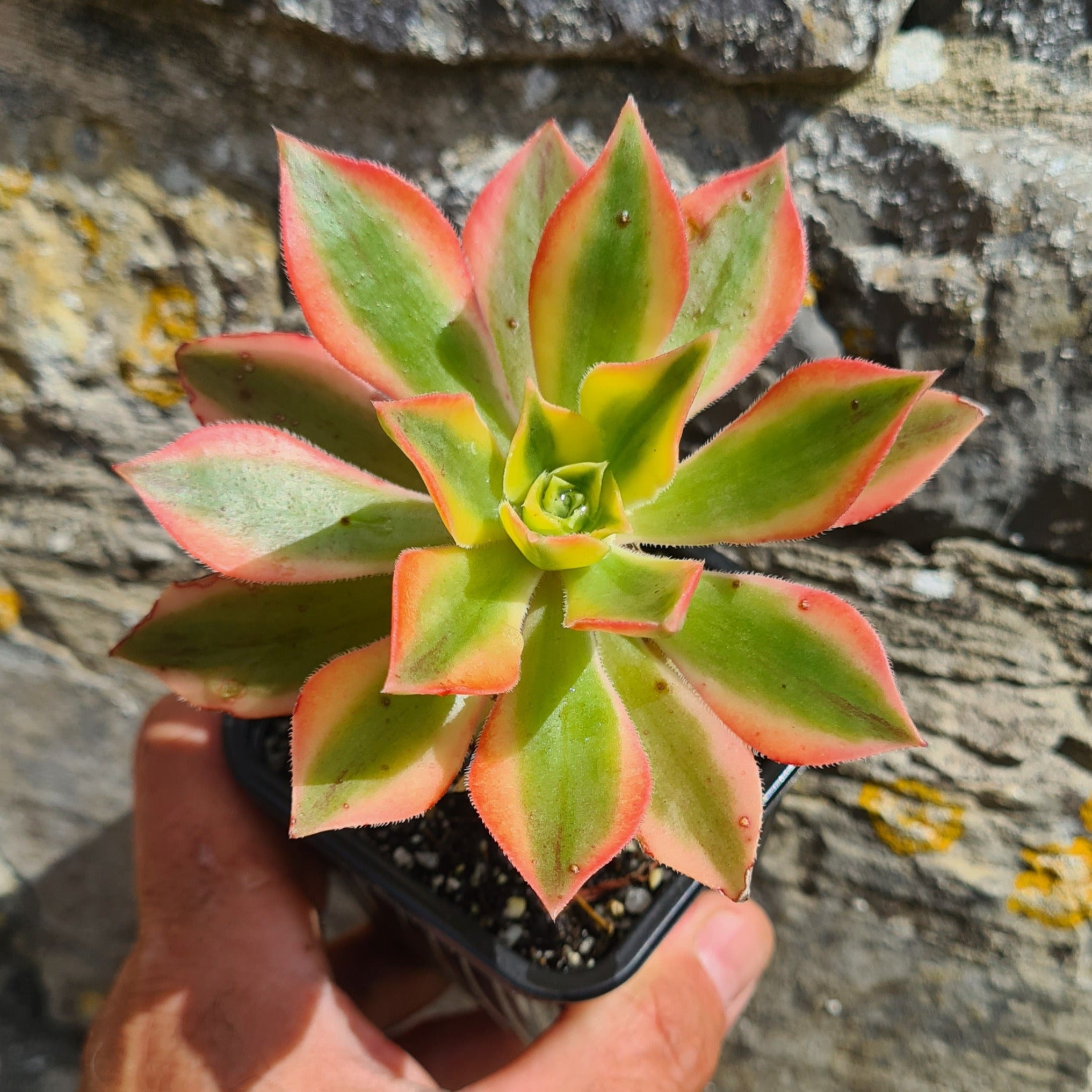 Aeonium 'Starlight' – Coastal Succulents, Cacti & Alpines