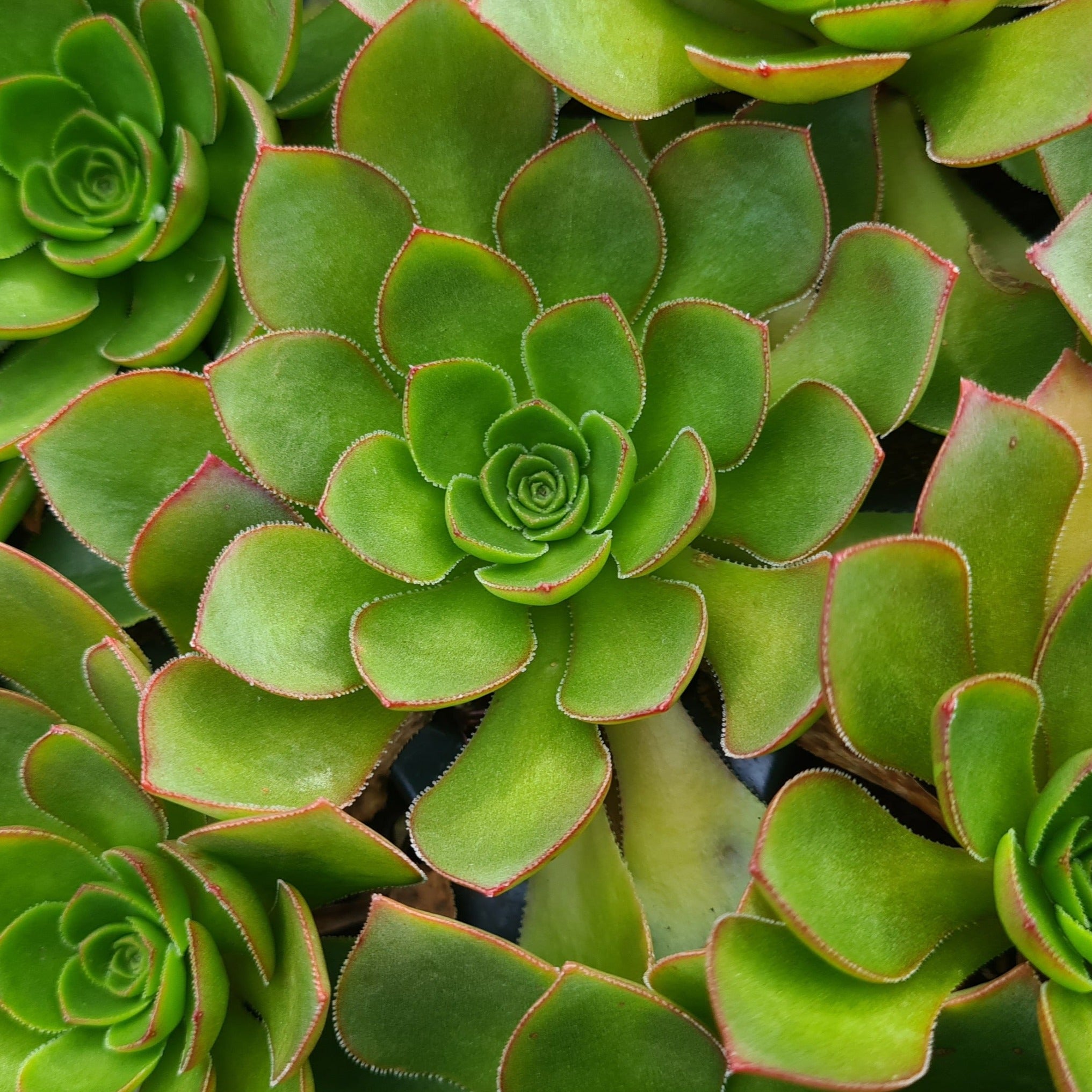 Semponium 'Diamond' – Coastal Succulents, Cacti & Alpines