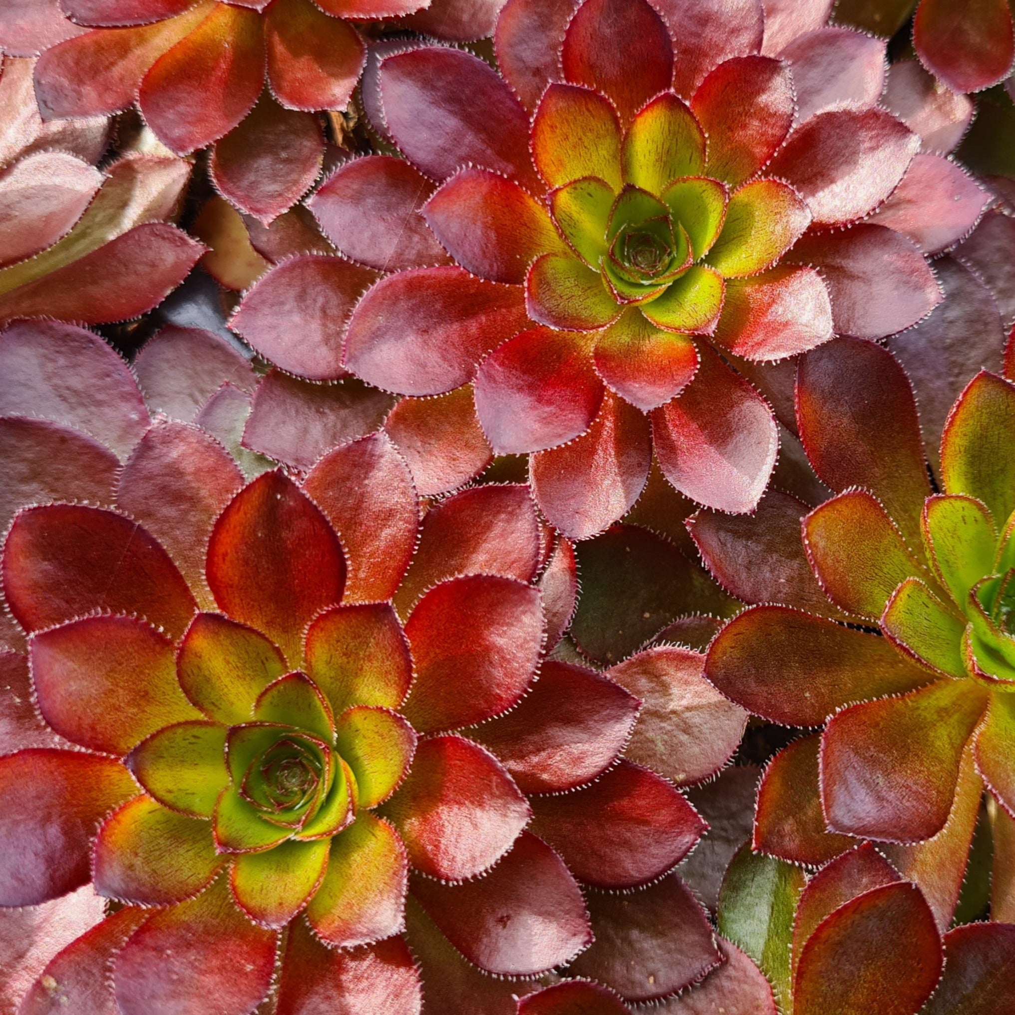 Semponium 'Sienna' – Coastal Succulents, Cacti & Alpines