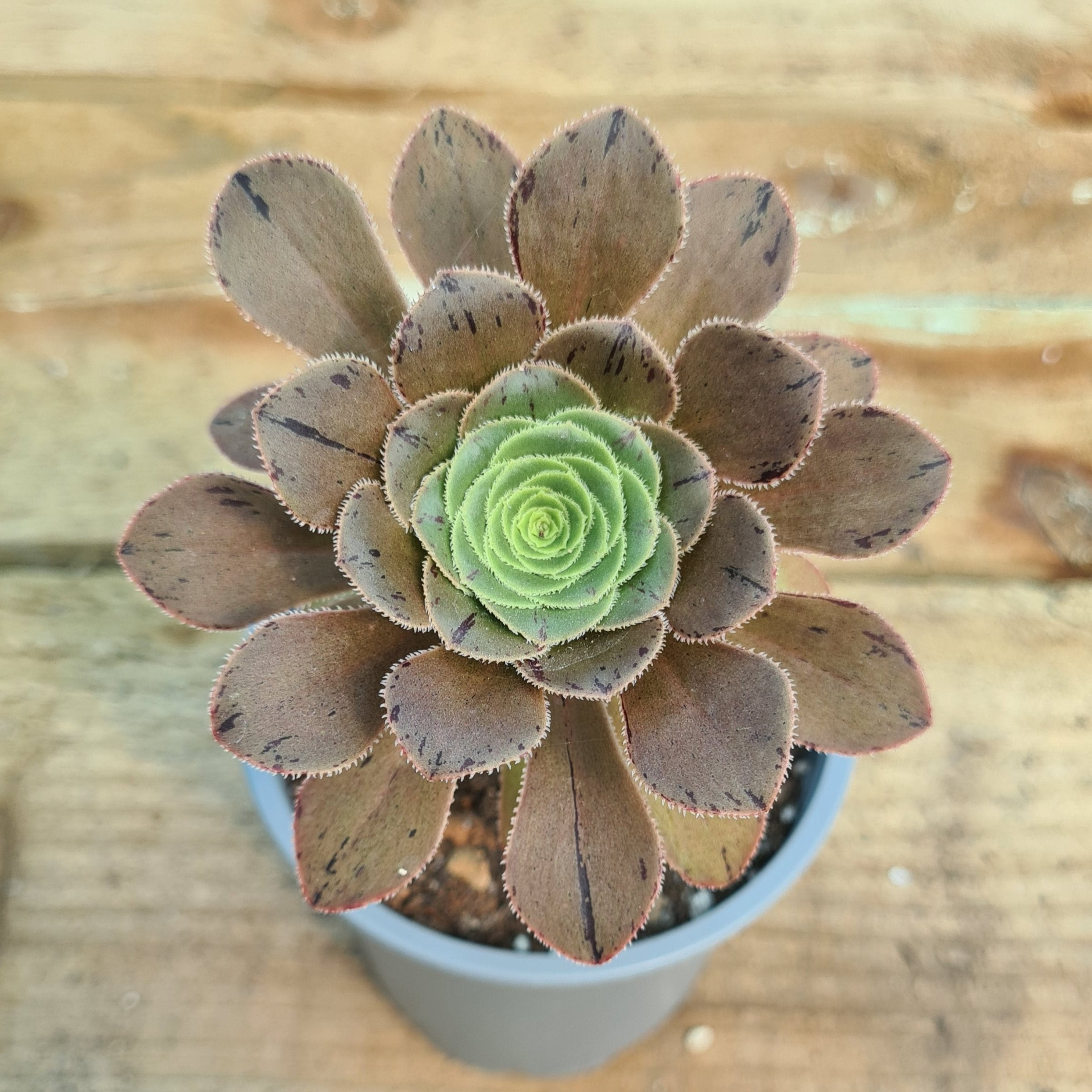 Aeonium arboreum var. holochrysum – Coastal Succulents, Cacti & Alpines
