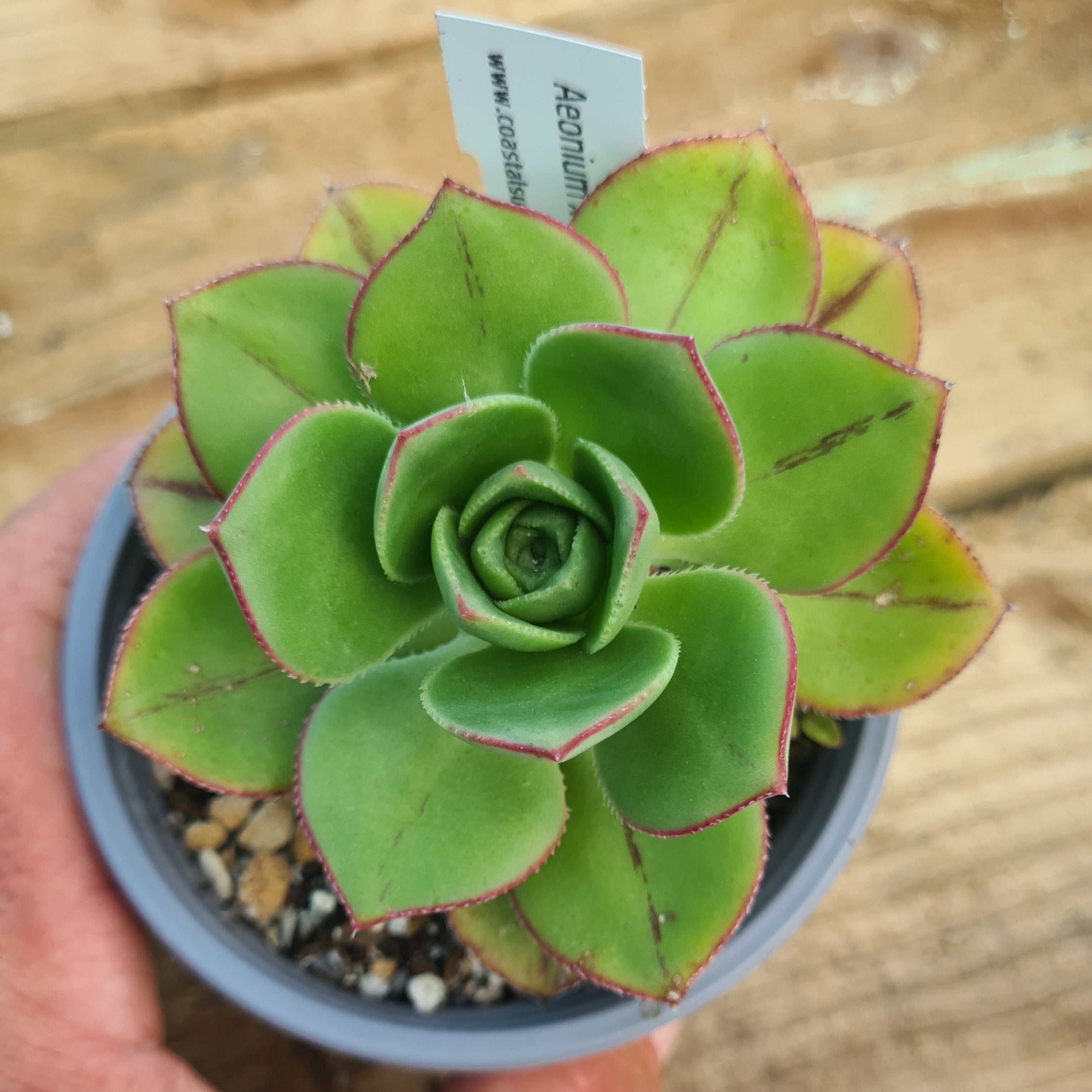 Aeonium x chamorgense – Coastal Succulents, Cacti & Alpines