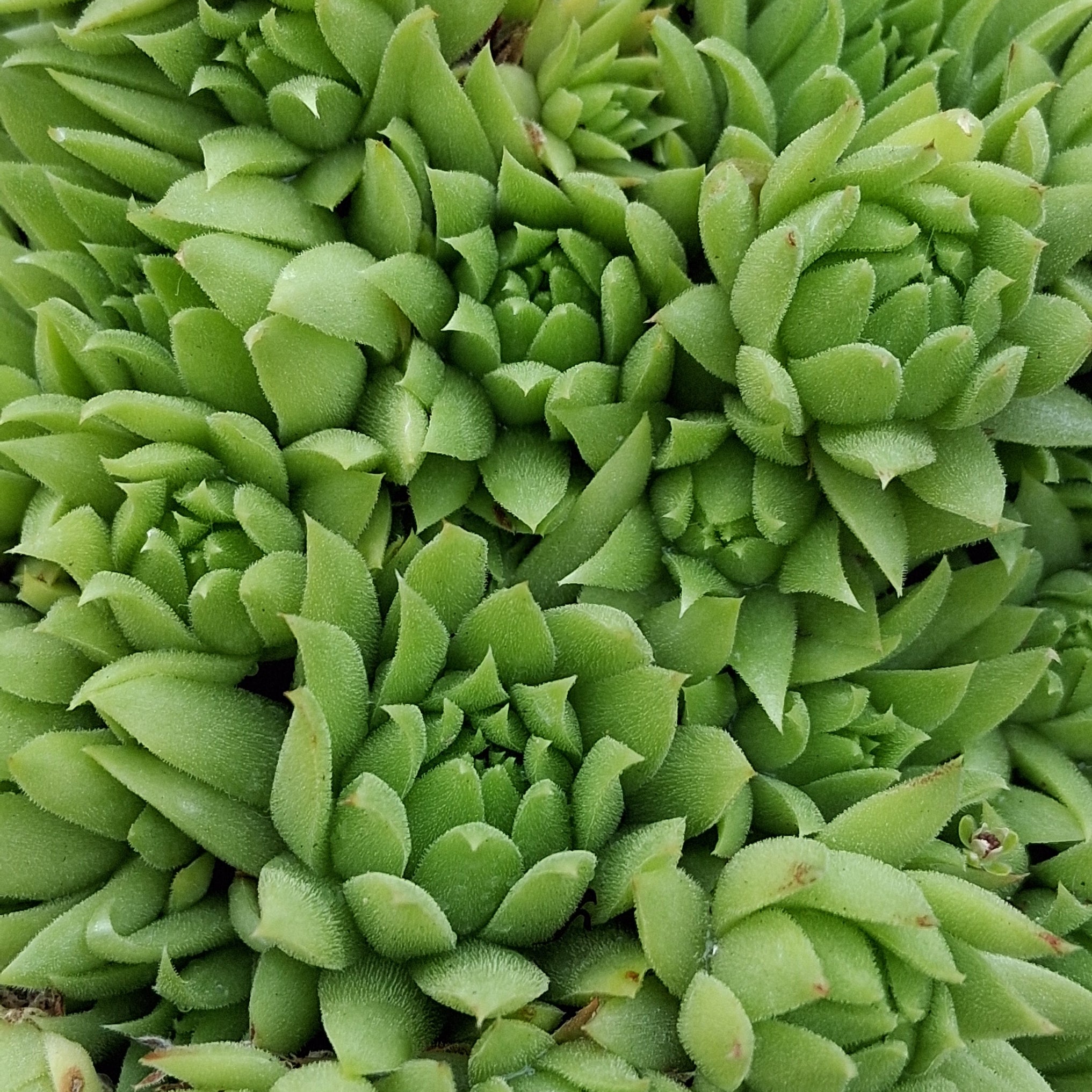 Sempervivum 'Key Lime Kiss' – Coastal Succulents, Cacti & Alpines