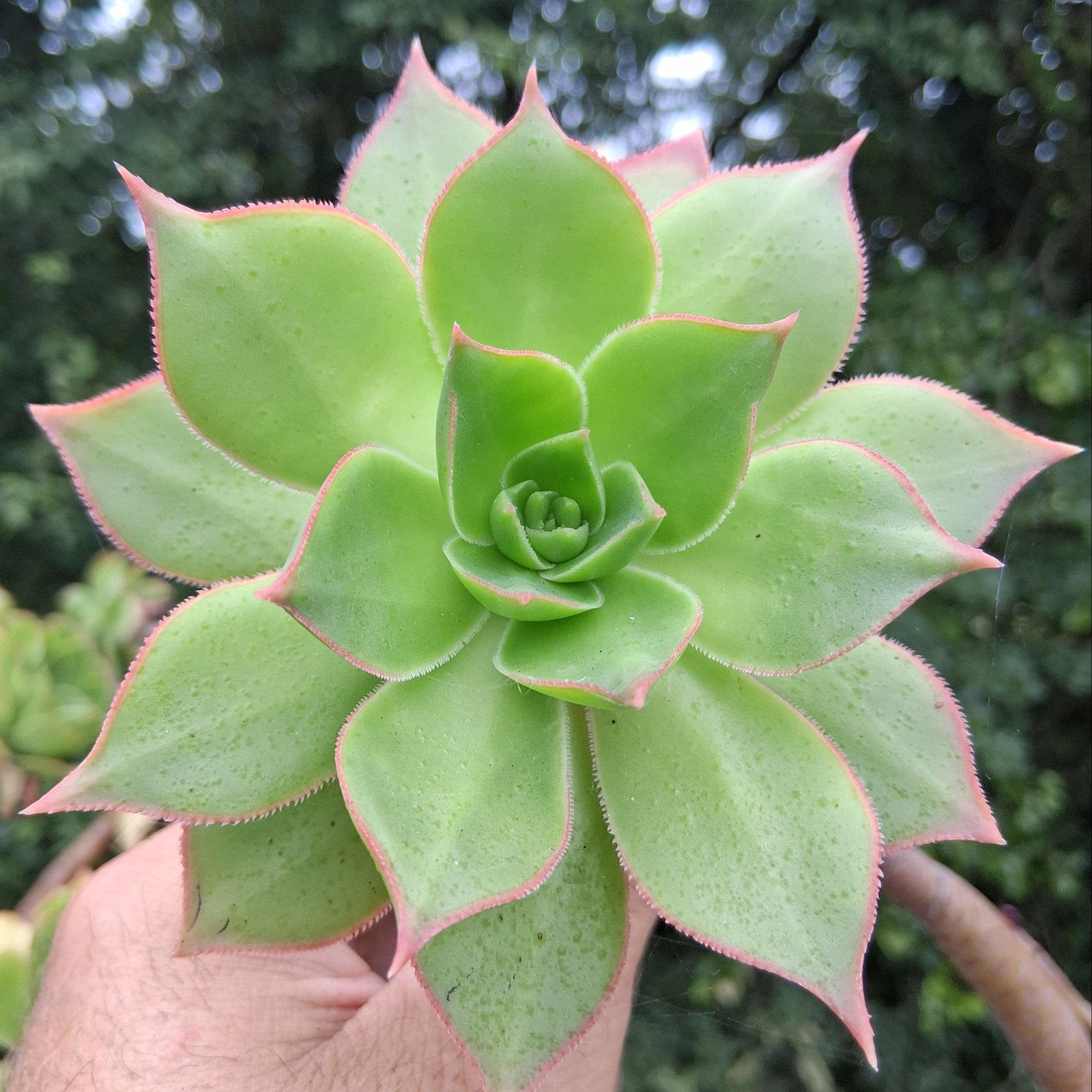 Aeonium percarneum – Coastal Succulents, Cacti & Alpines