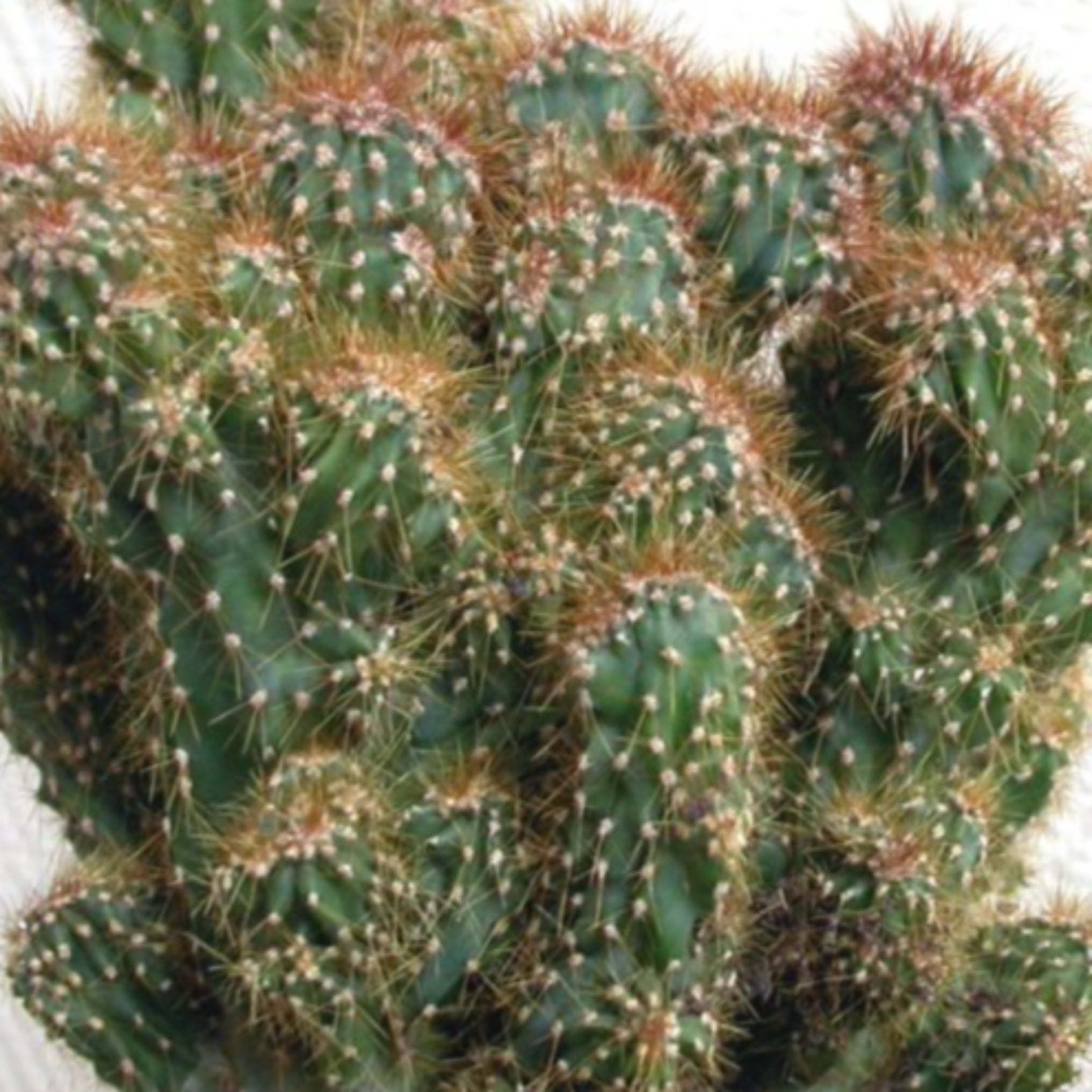 Cereus jamacaru monstrous – Coastal Succulents, Cacti & Alpines
