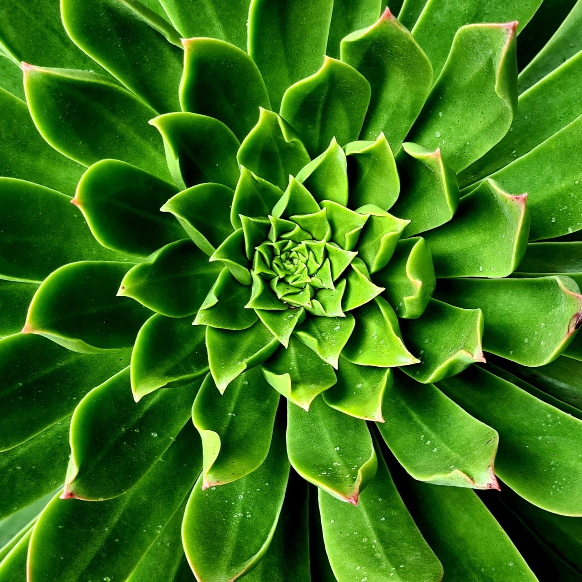 Aeonium 'Maximus' – Coastal Succulents, Cacti & Alpines