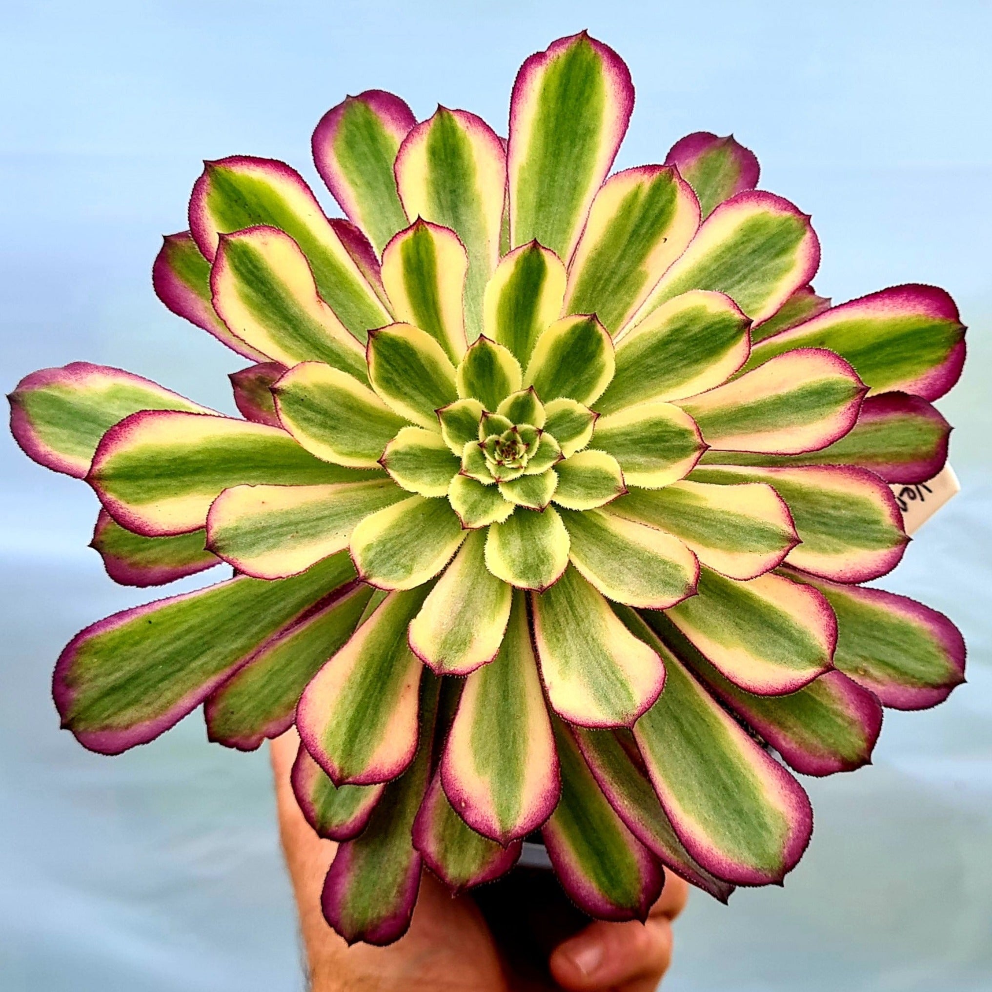 Aeonium 'Venus' – Coastal Succulents, Cacti & Alpines