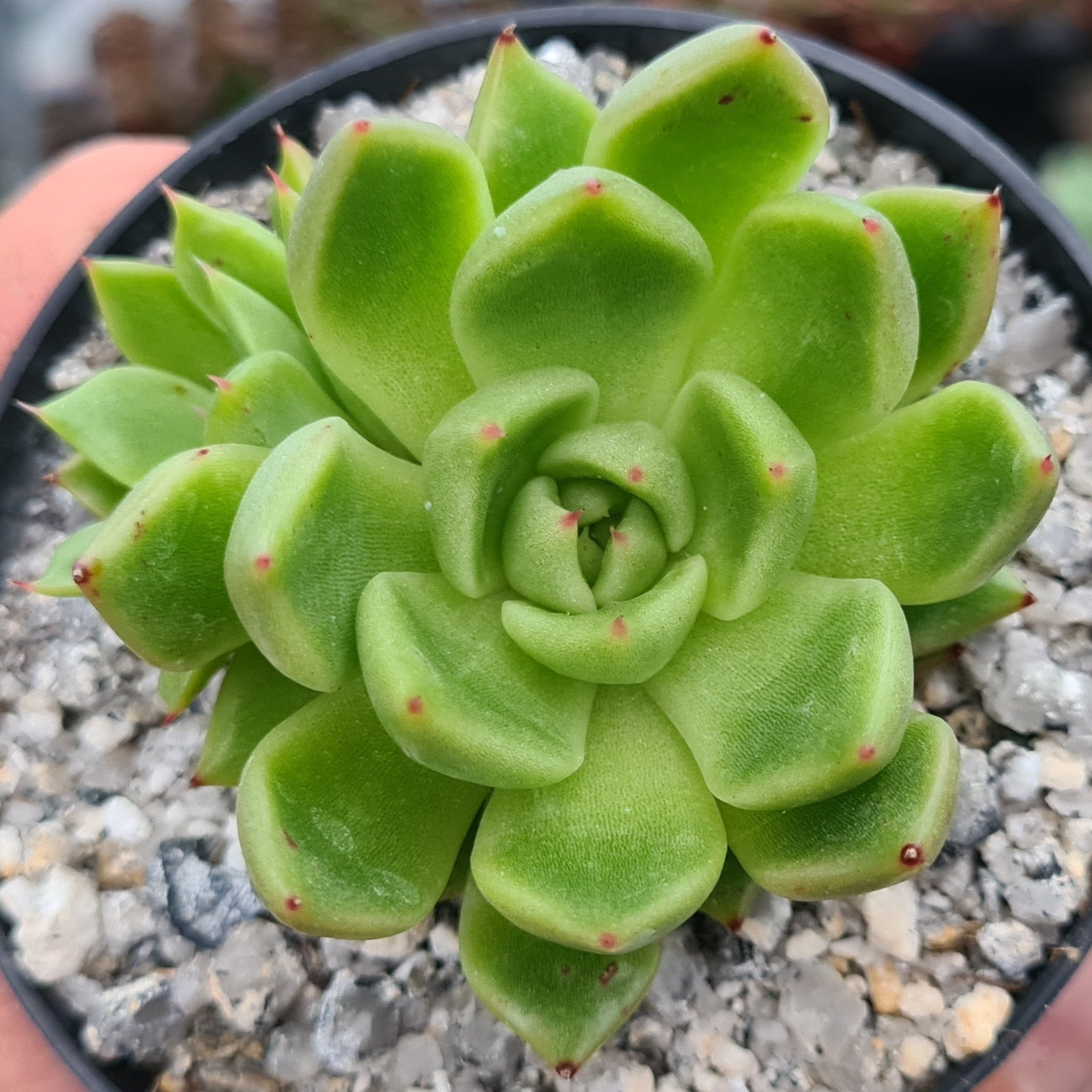 Echeveria 'Suki' – Coastal Succulents, Cacti & Alpines