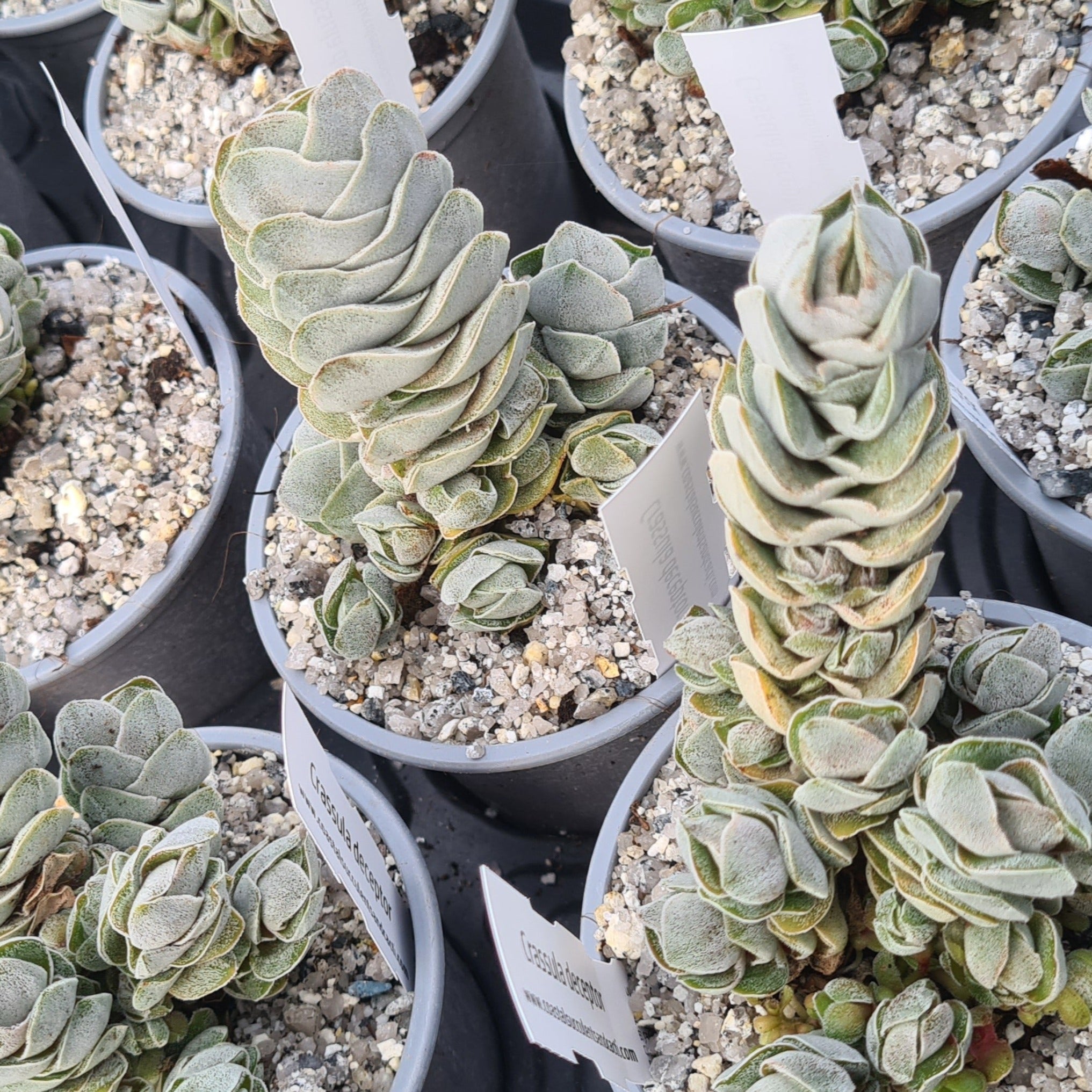 Crassula 'Ivory Pagoda' – Coastal Succulents, Cacti & Alpines