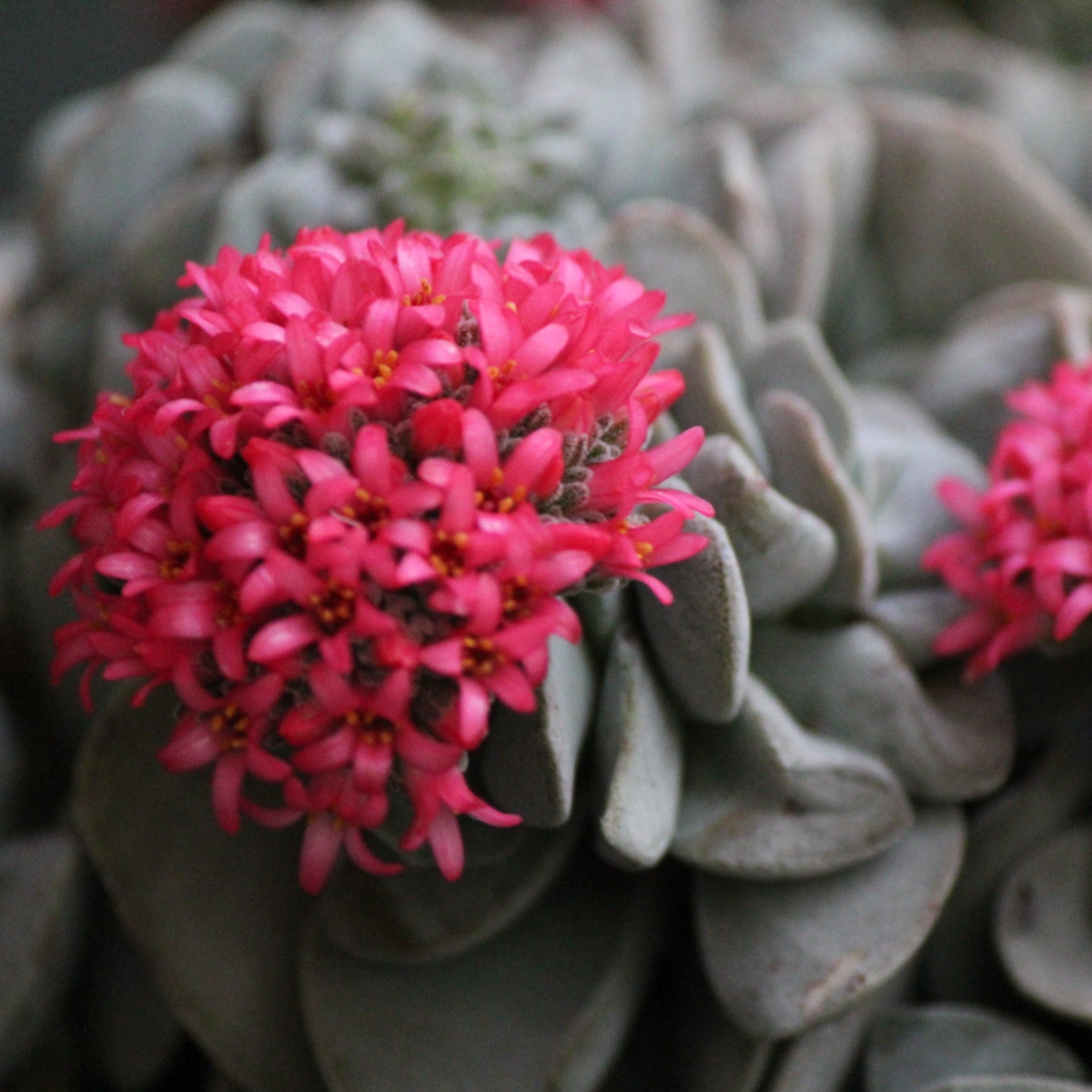 Crassula 'Morgan's Beauty' – Coastal Succulents, Cacti & Alpines