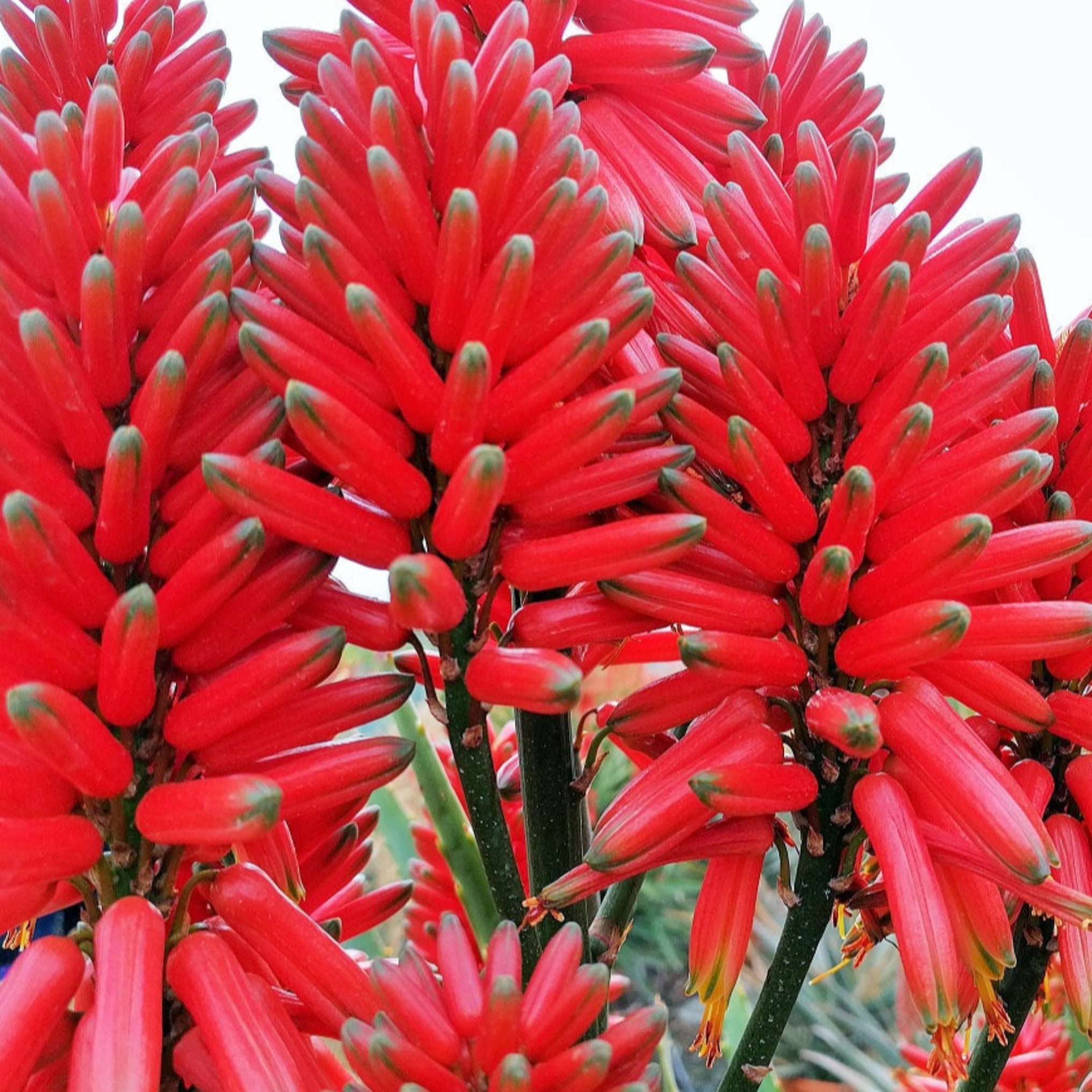 Aloe 'Firechief' – Coastal Succulents, Cacti & Alpines