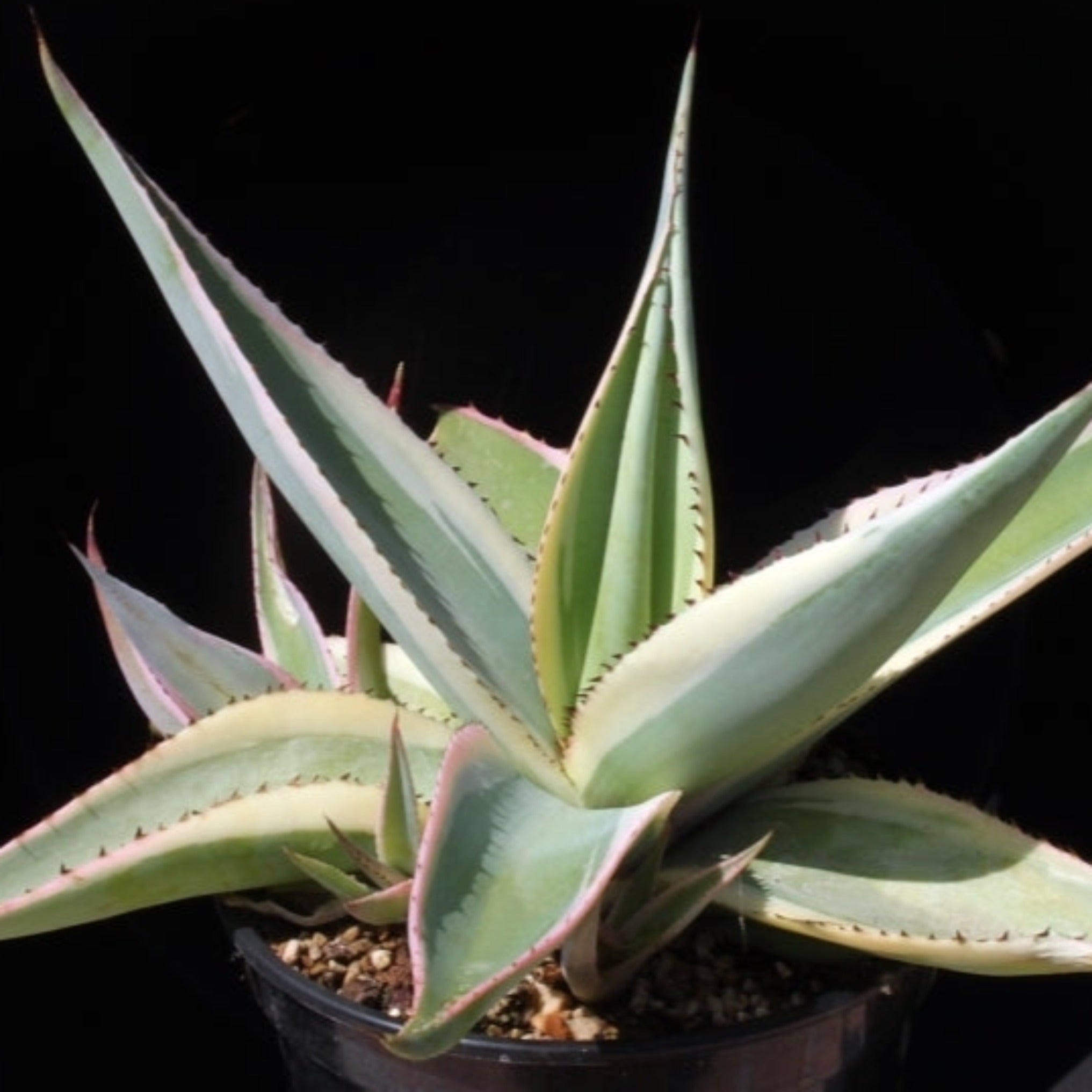 Agave guiengola var. 'Creme Brulee' – Coastal Succulents, Cacti & Alpines
