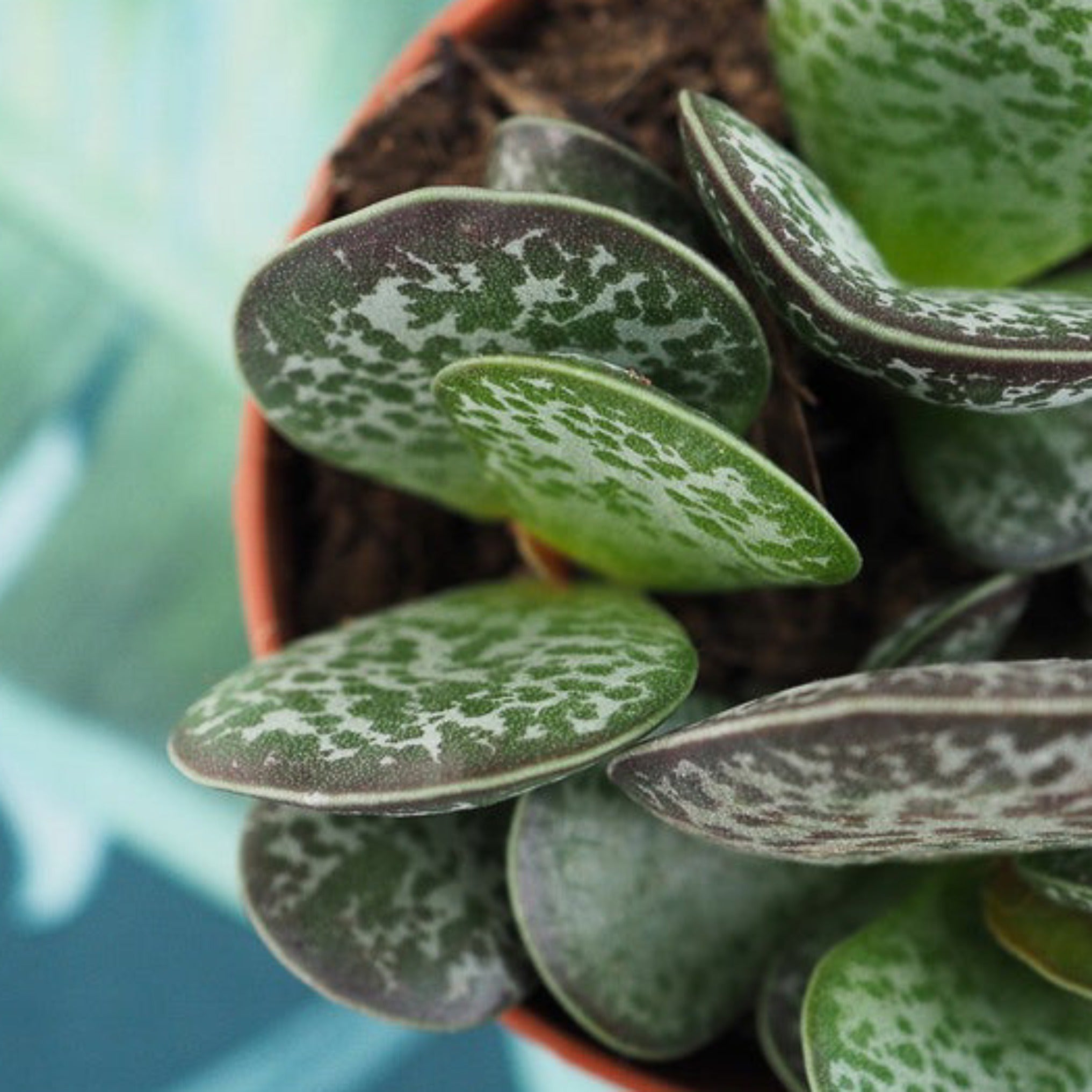 Adromischus maculatus – Coastal Succulents, Cacti & Alpines
