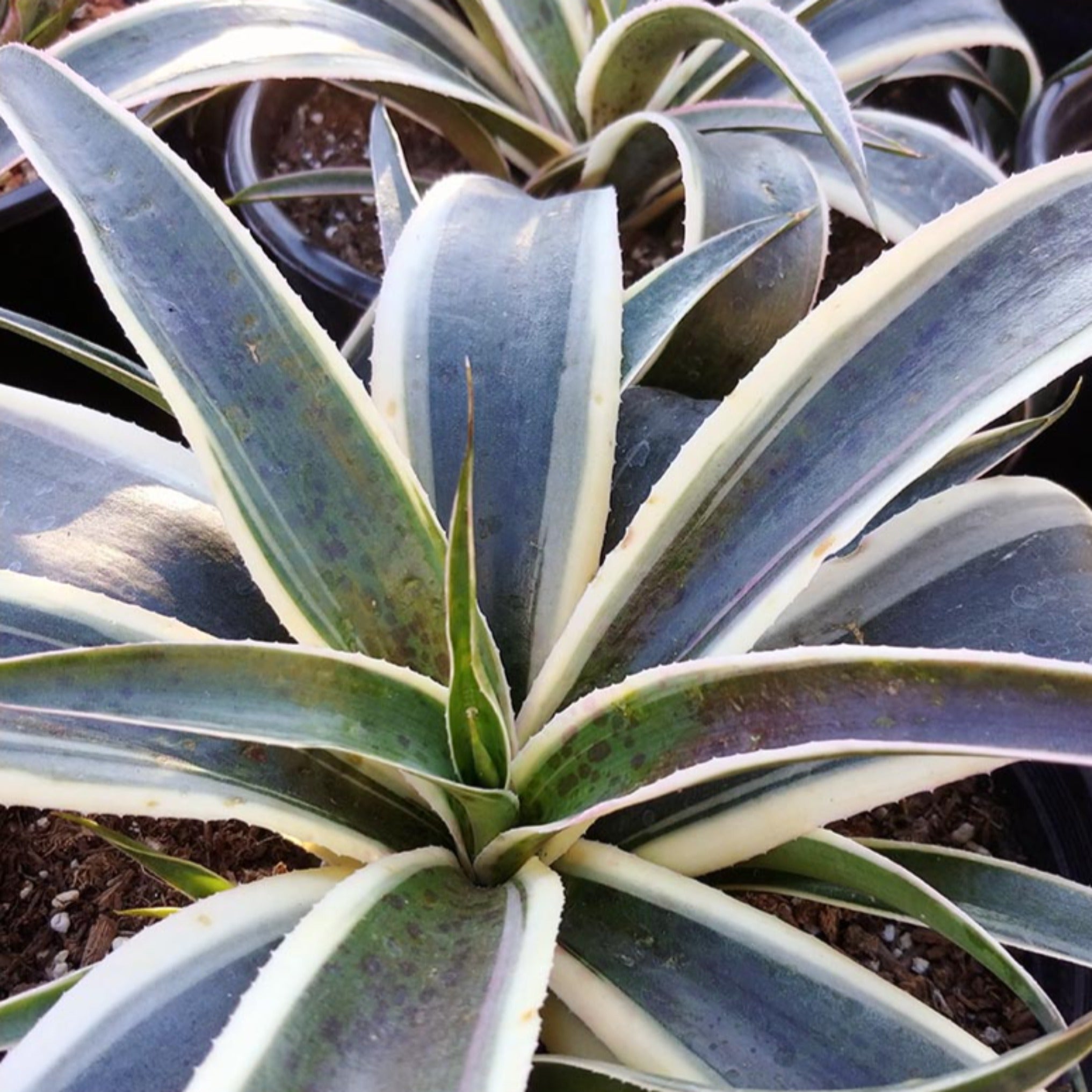 Mangave 'Snow Leopard' – Coastal Succulents, Cacti & Alpines